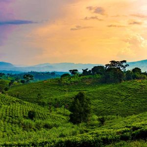 Electronic invoicing guide in Uganda